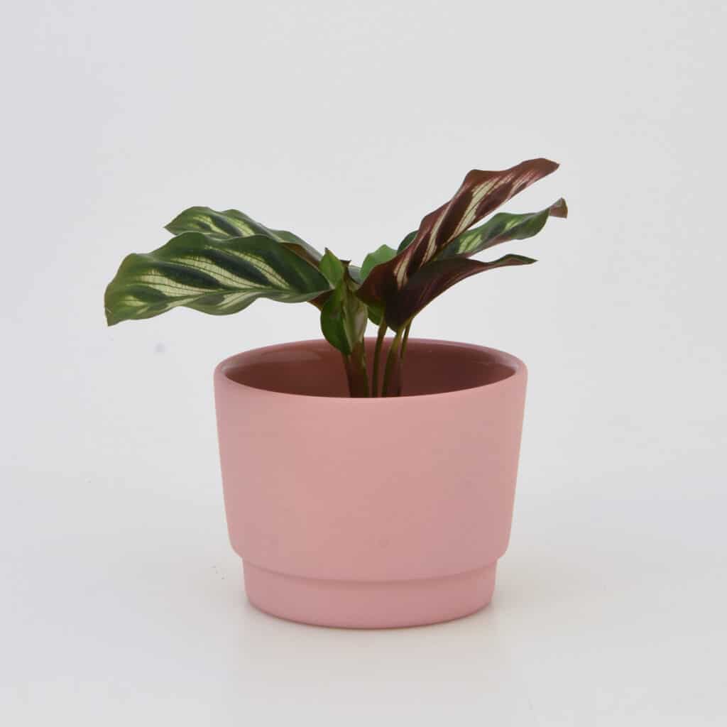 Wall storage | Planter | XL | Coral – Studio Harm en Elke